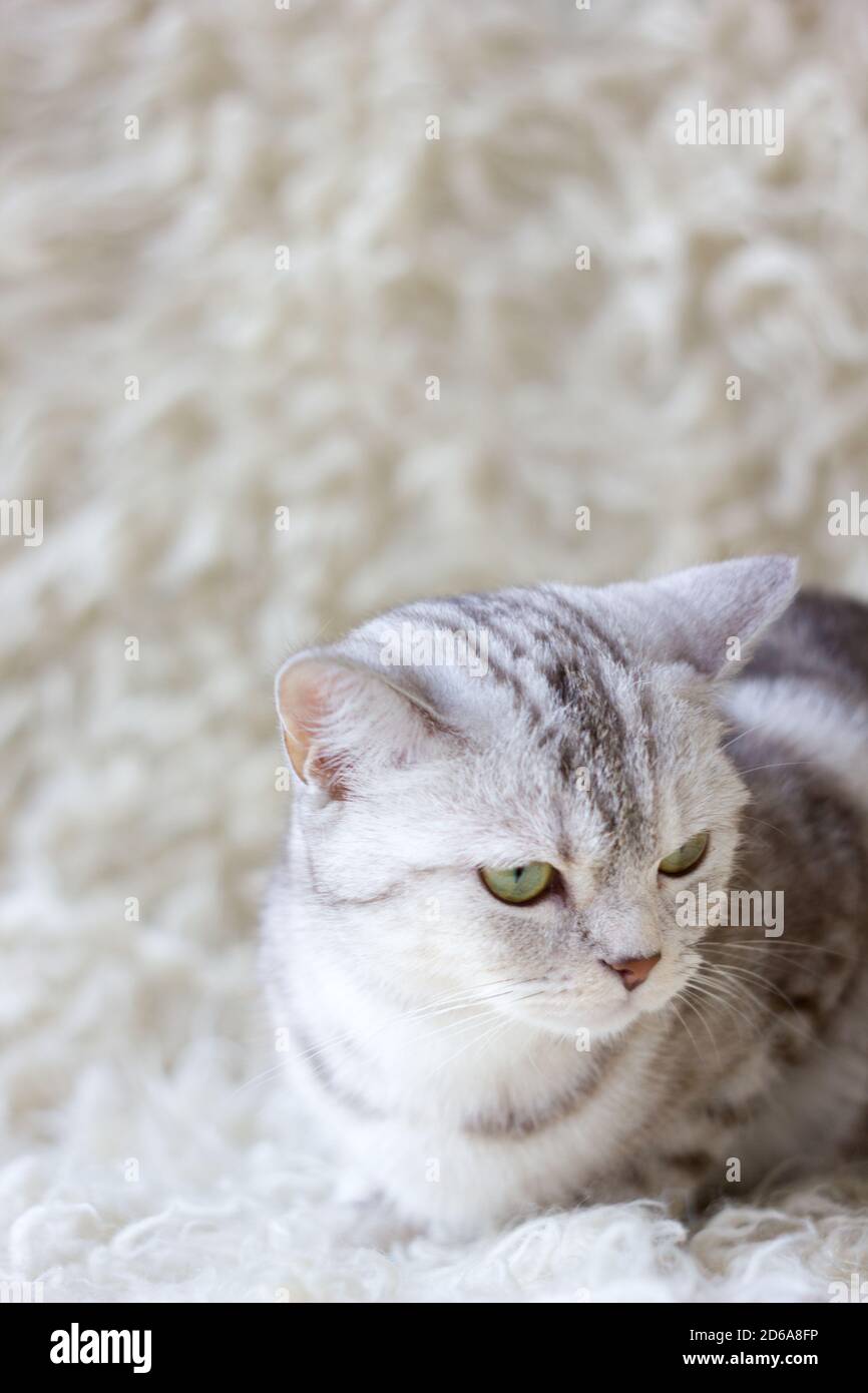 Shot of grey britain cat Stock Photo - Alamy
