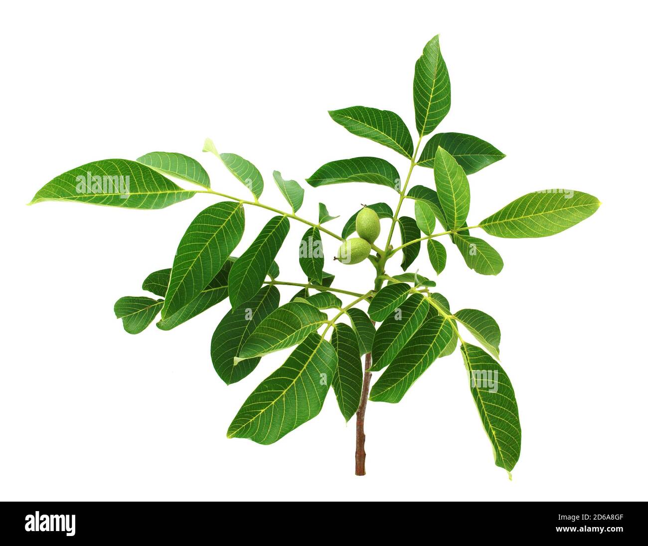 Walnuts branch hi-res stock photography and images - Alamy