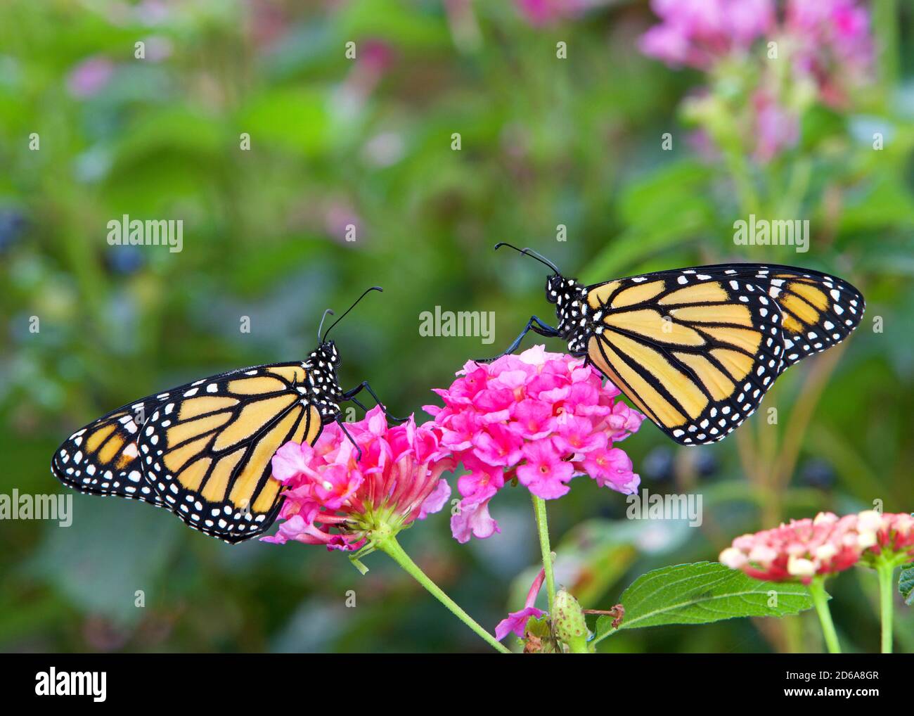 Two Monarch butterflies face to face sitting on pink lantana flowers ...