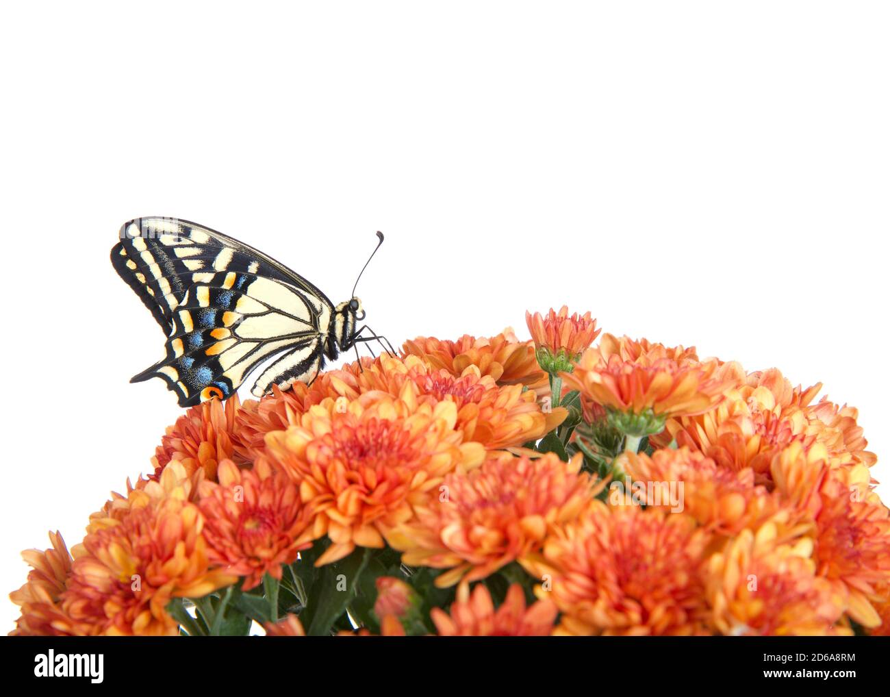 Orange swallowtail butterfly hi-res stock photography and images - Alamy