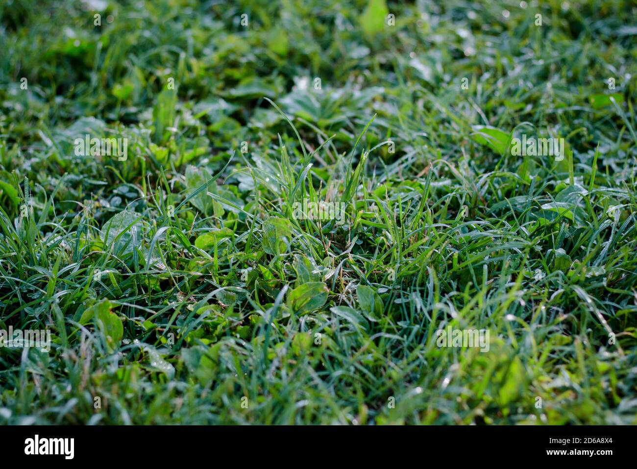 Green grass lawn background with dew drops Stock Photo - Alamy