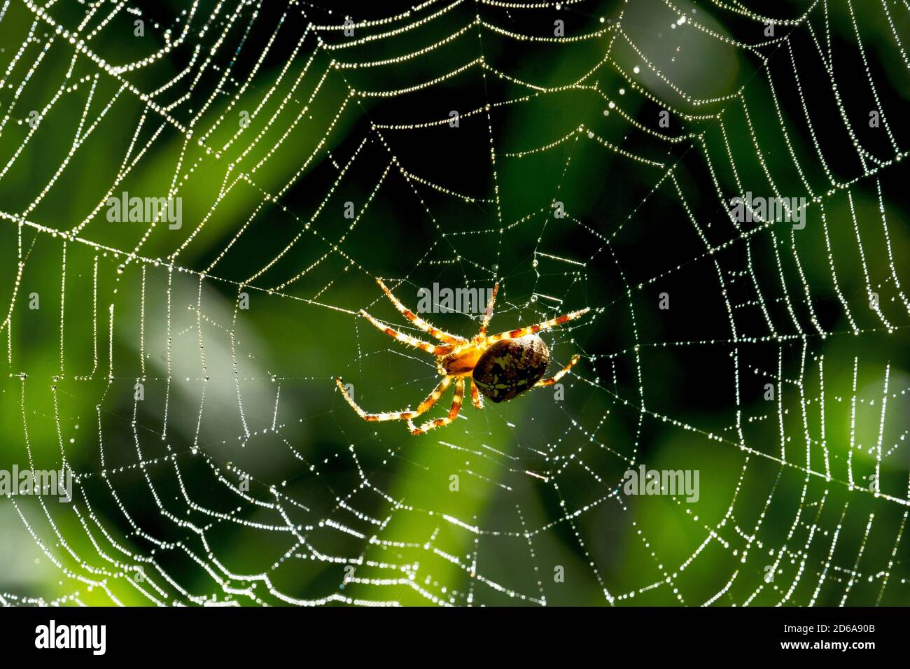 Closeup of a spider on a spider web Stock Photo - Alamy