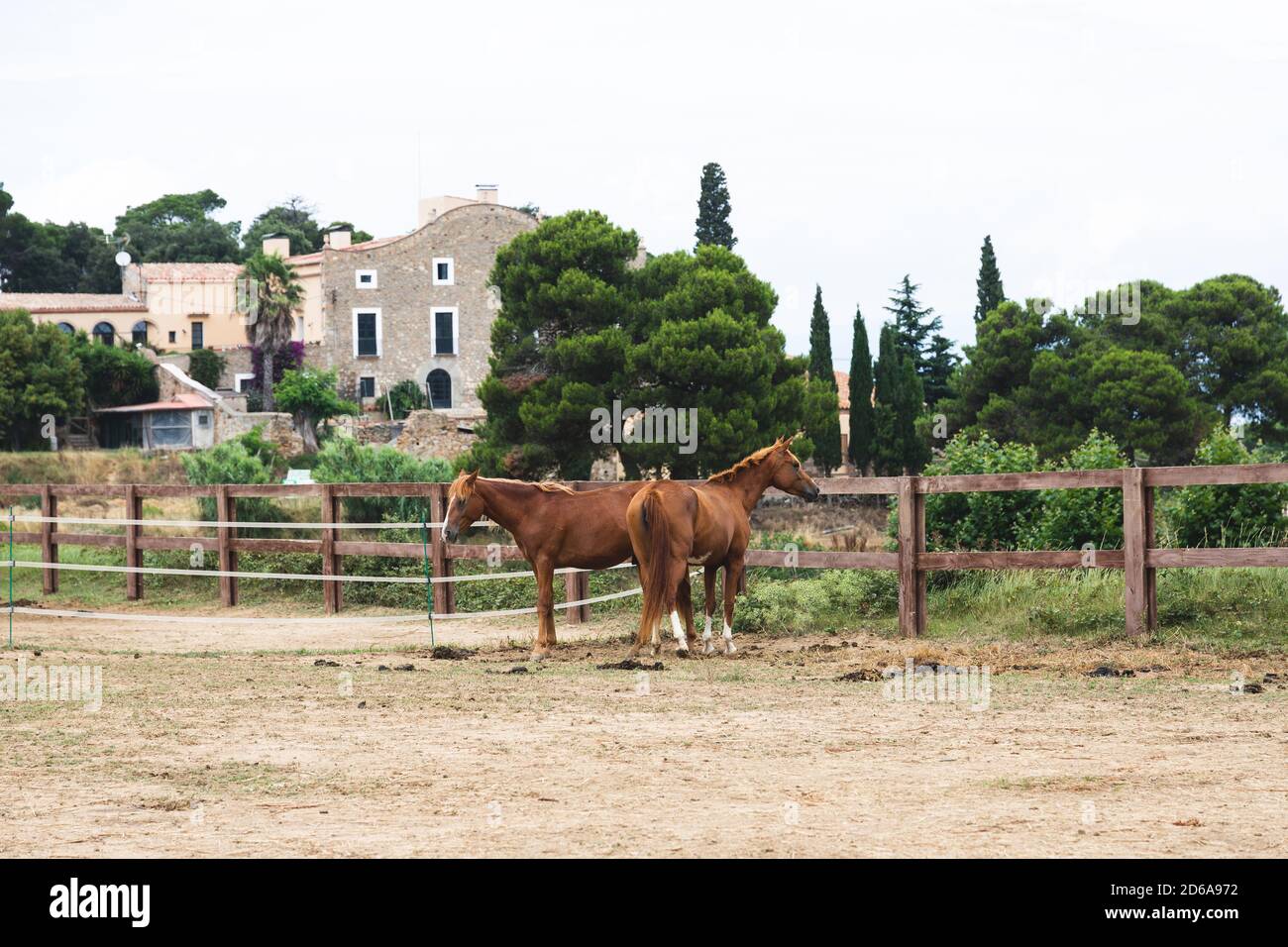 Two horses at a horse riding house in Barcelona, Spain. Closed animals ...