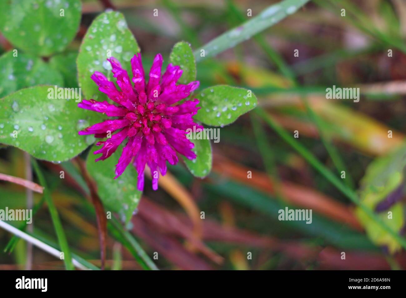 Hairy clover hi-res stock photography and images - Alamy