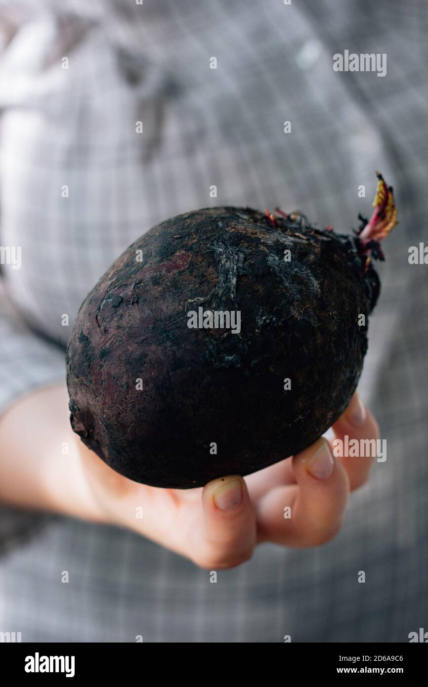 Woman holding one fresh beet in hands Stock Photo - Alamy