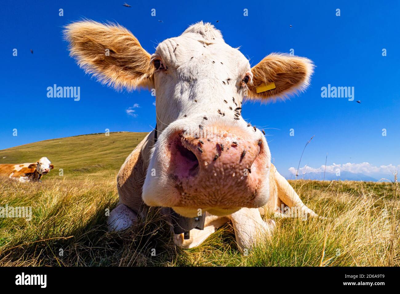 Cow in a prairie with alpine background Stock Photo - Alamy