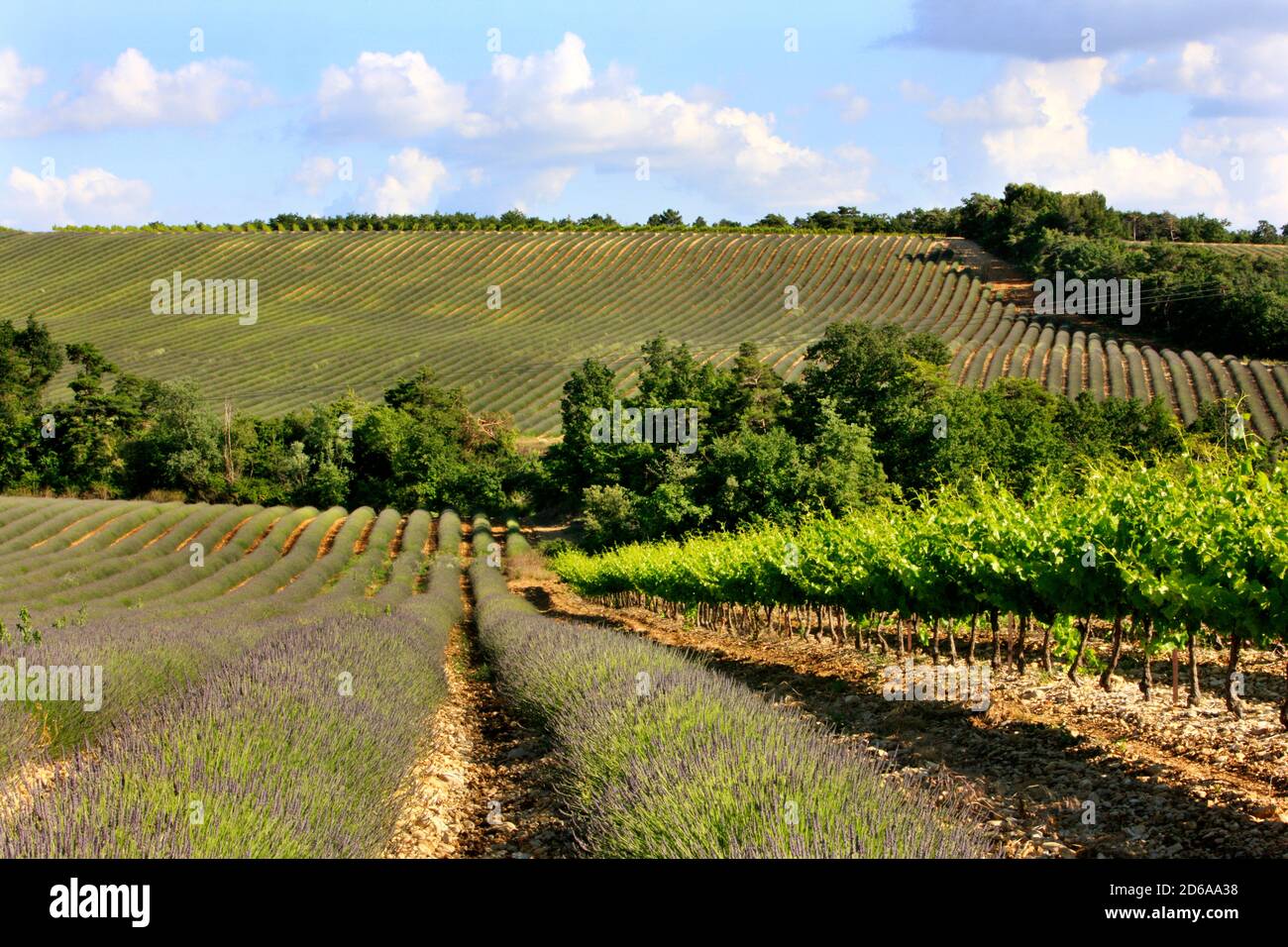 Vine filed production hi-res stock photography and images - Alamy