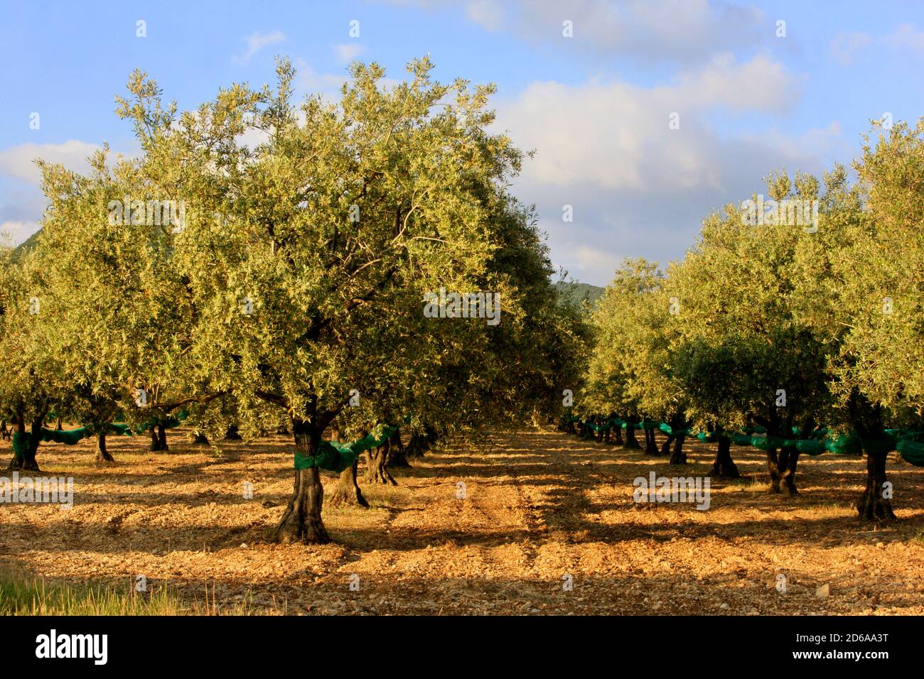 Olive oil nyons hi-res stock photography and images - Alamy