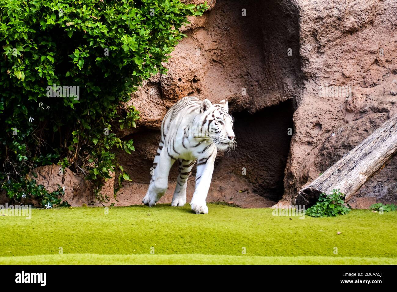 Rare White Striped Wild Tiger Stock Photo - Alamy