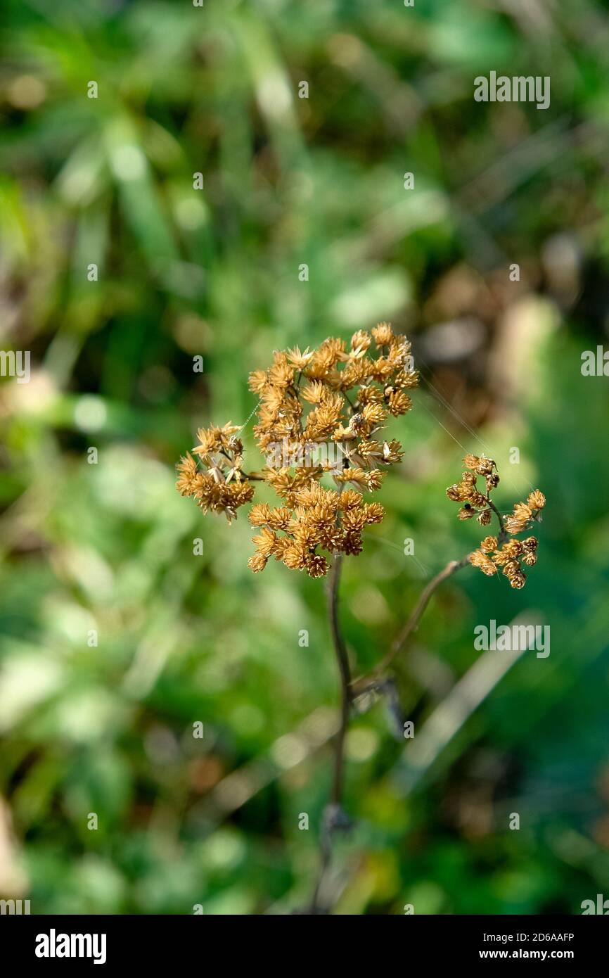 Autumn flowers at open nature park of forest Stock Photo - Alamy