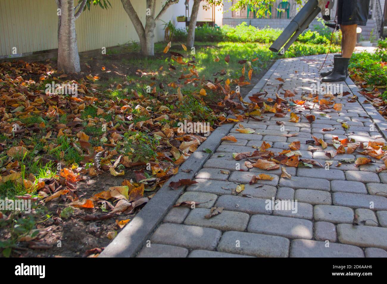 Seasonal work in the garden. Leaf fall, cleaning fallen leaves with a ...