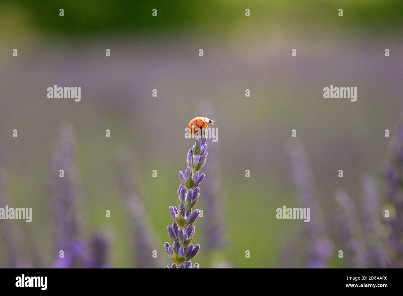 Ladybug Coccinellidae Family High Resolution Stock Photography and ...
