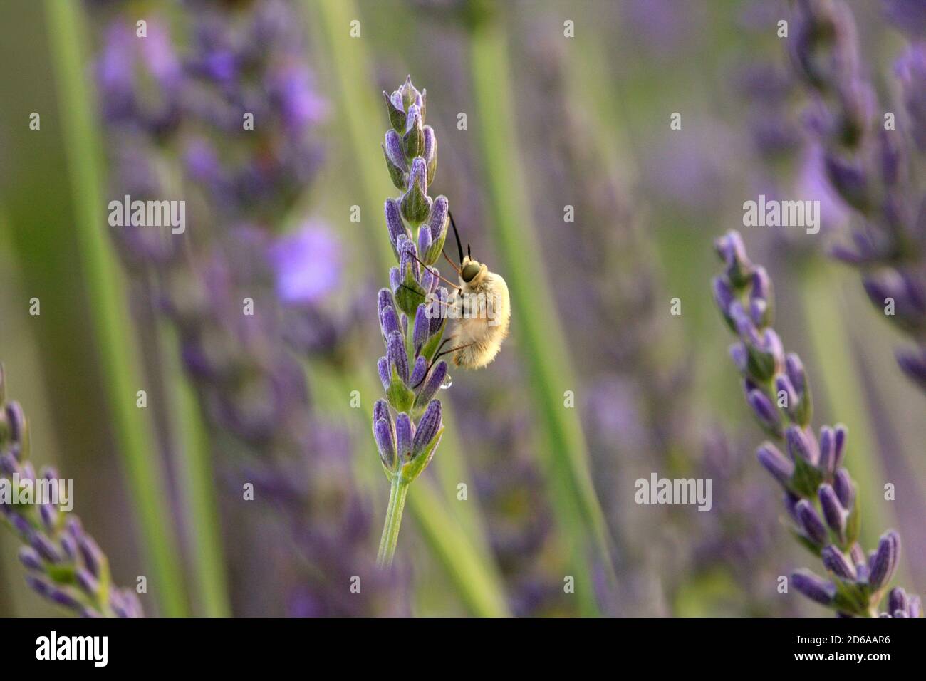 Insects of southern france hi-res stock photography and images - Alamy
