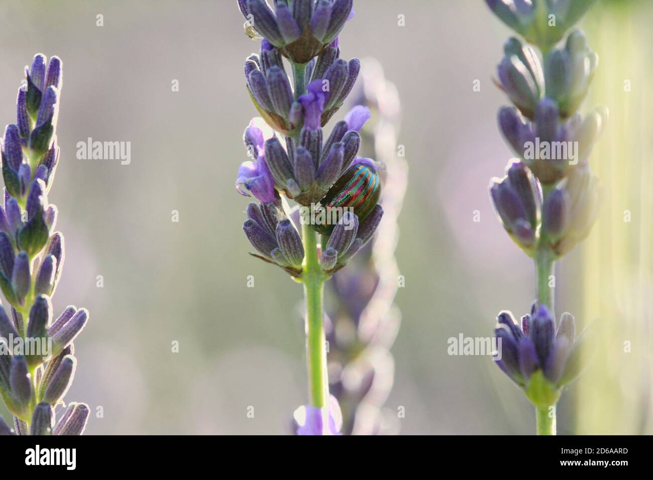 Insects of southern france hi-res stock photography and images - Alamy