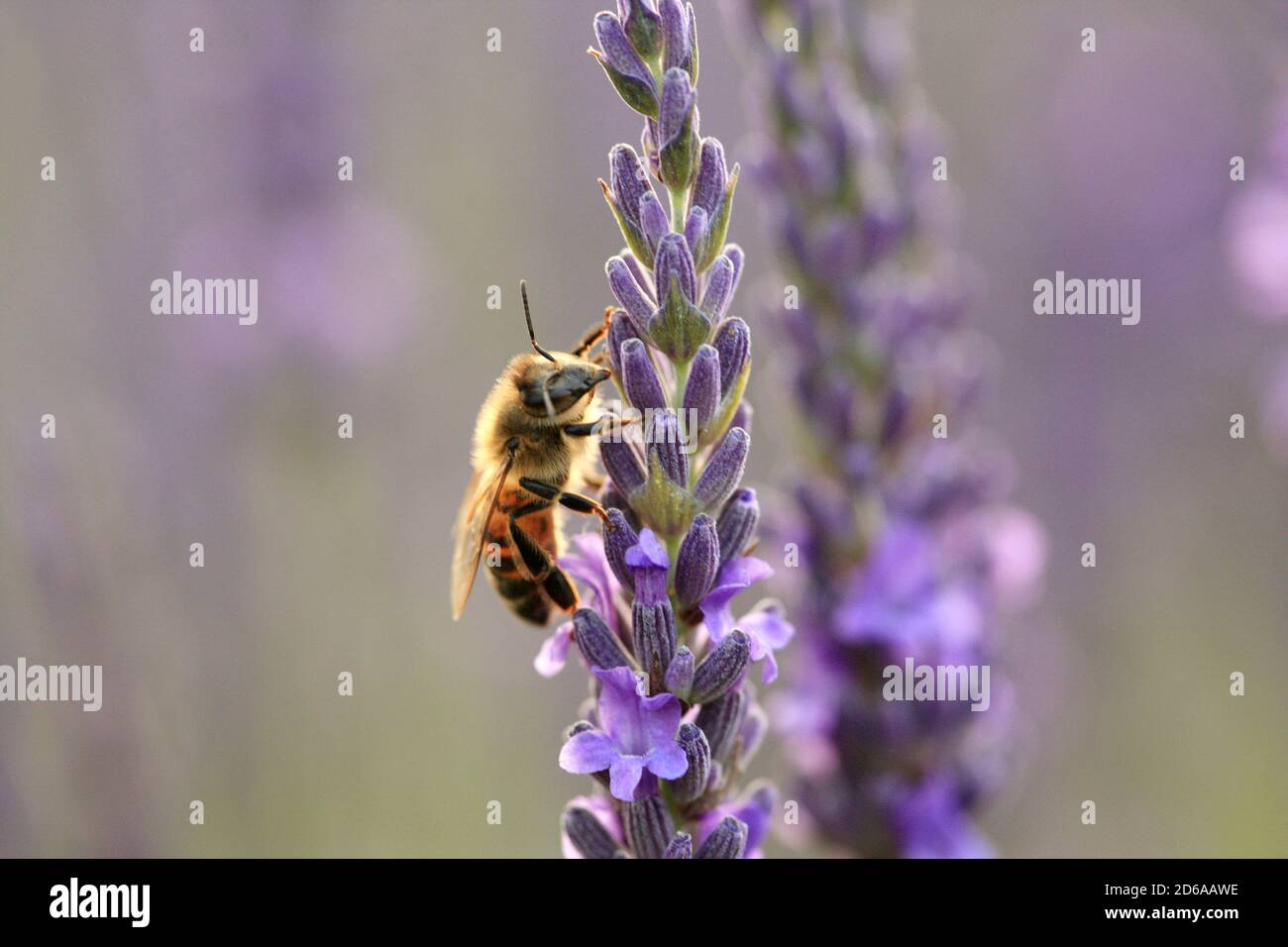 Insects of southern france hi-res stock photography and images - Alamy
