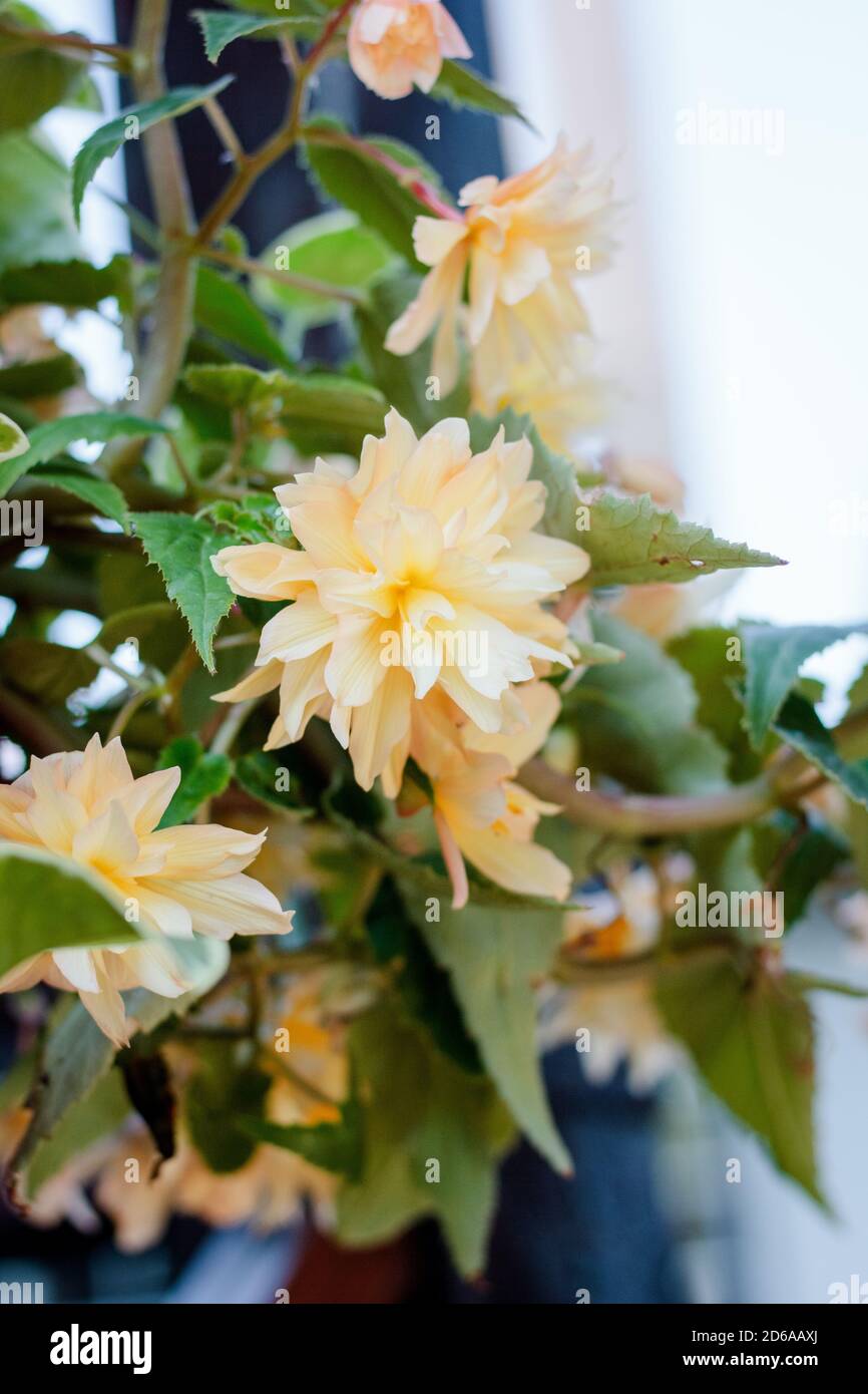 Landscape desing elements at a flower garden Stock Photo - Alamy