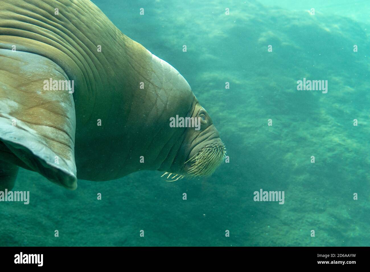 Huge walrus swimming n the water Stock Photo - Alamy