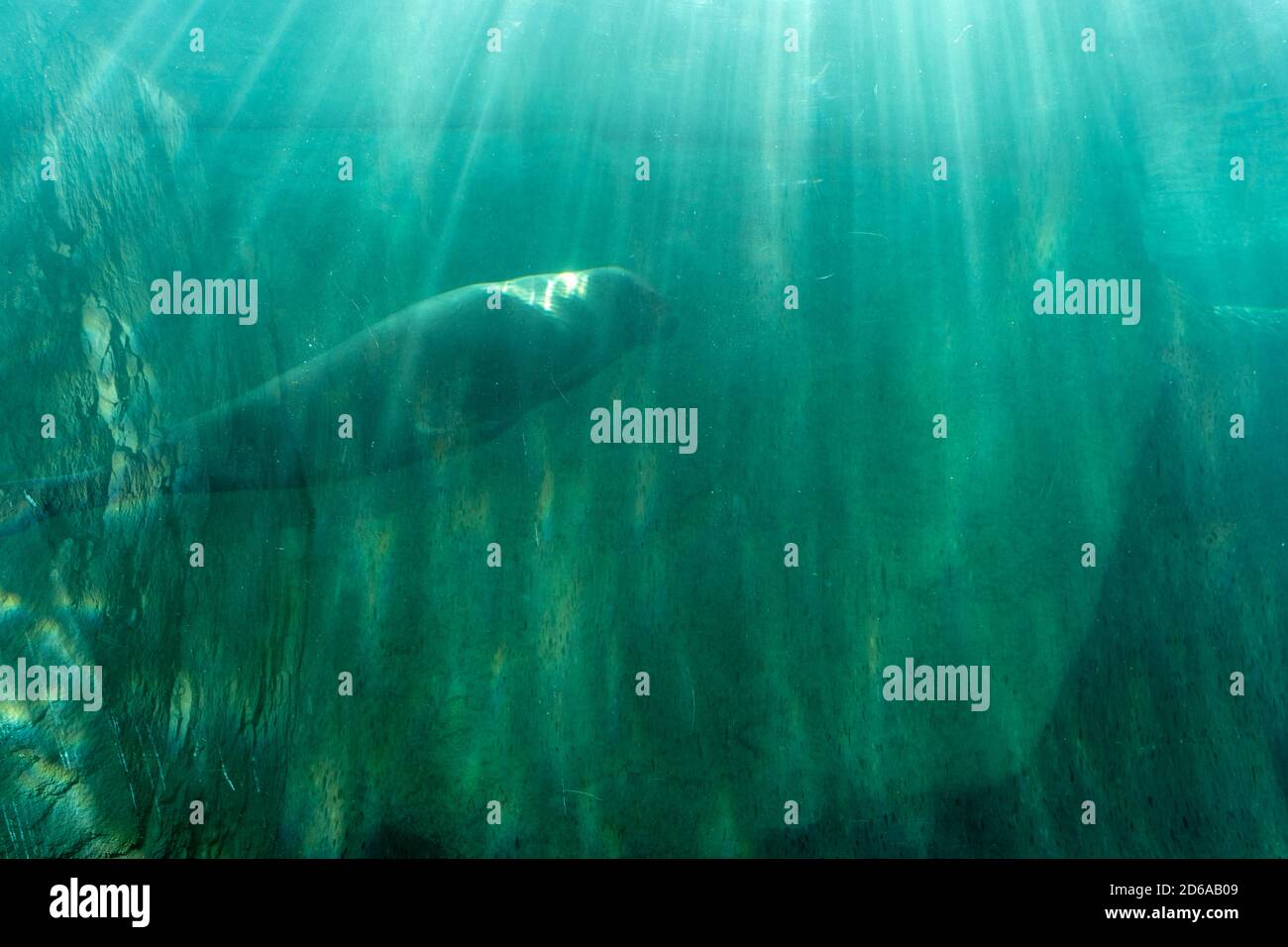 Walrus swimming underwater hi-res stock photography and images - Alamy
