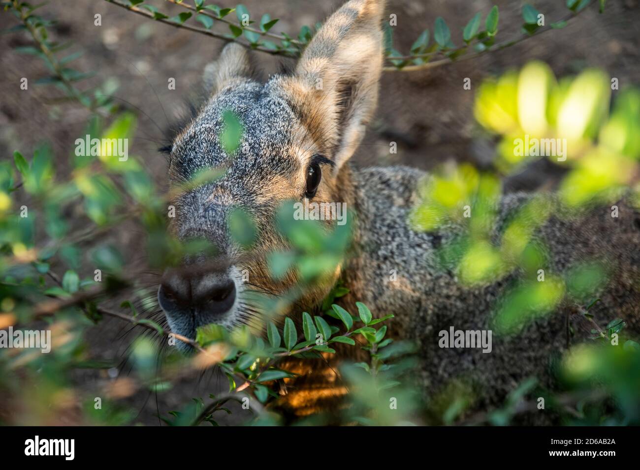 Wild patagonian mara with green leaves in front of it. A curious ...