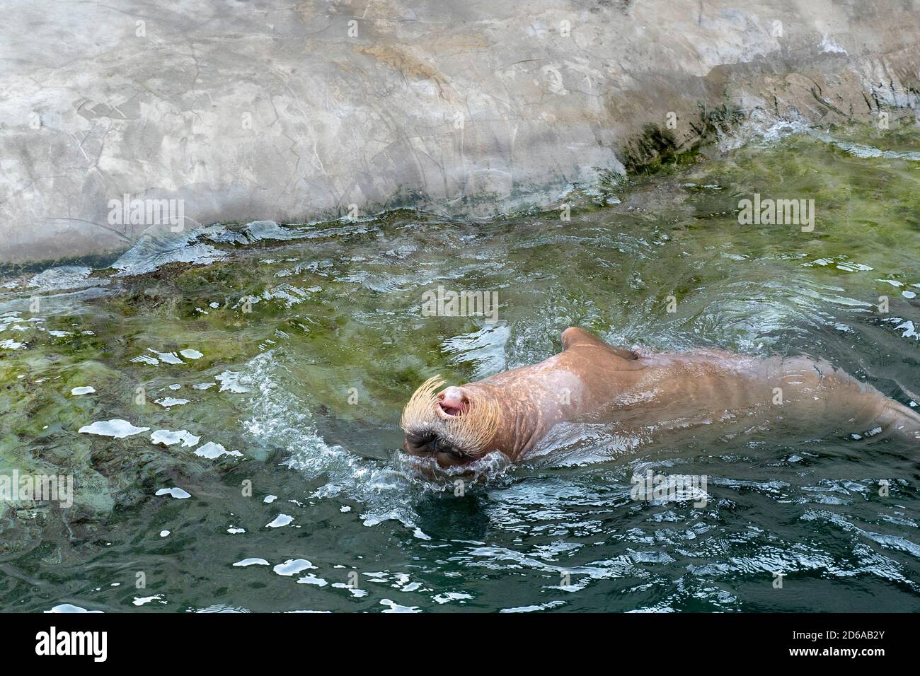 Walrus underwater hi-res stock photography and images - Alamy