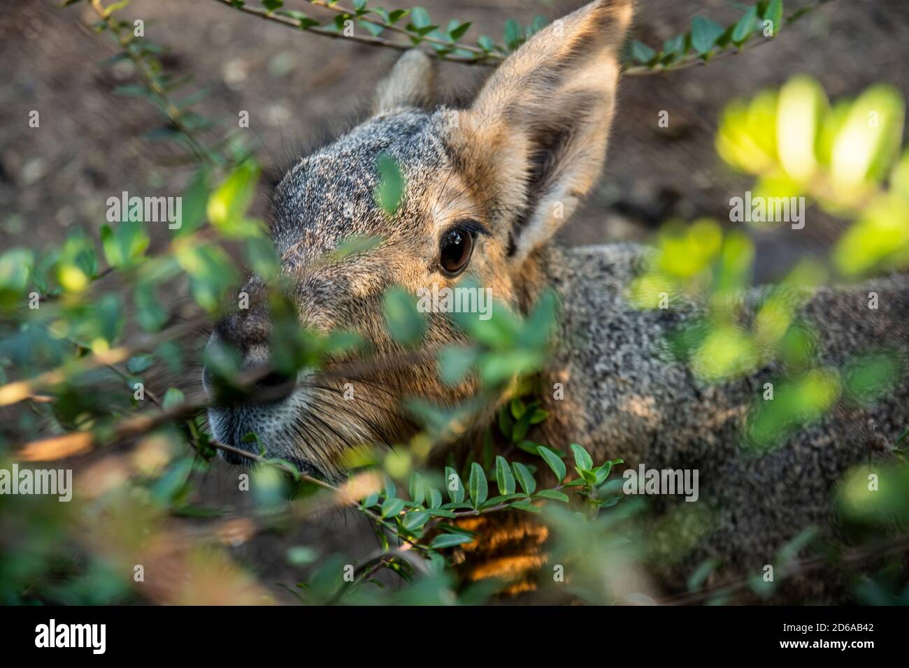 Wild patagonian mara with green leaves in front of it. A curious ...