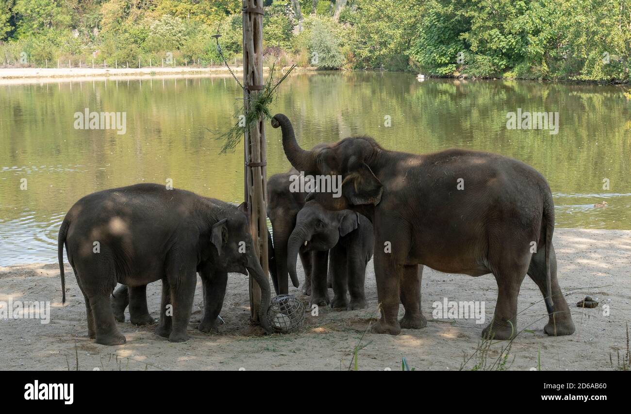 Young indian elephant playing mother hi-res stock photography and ...