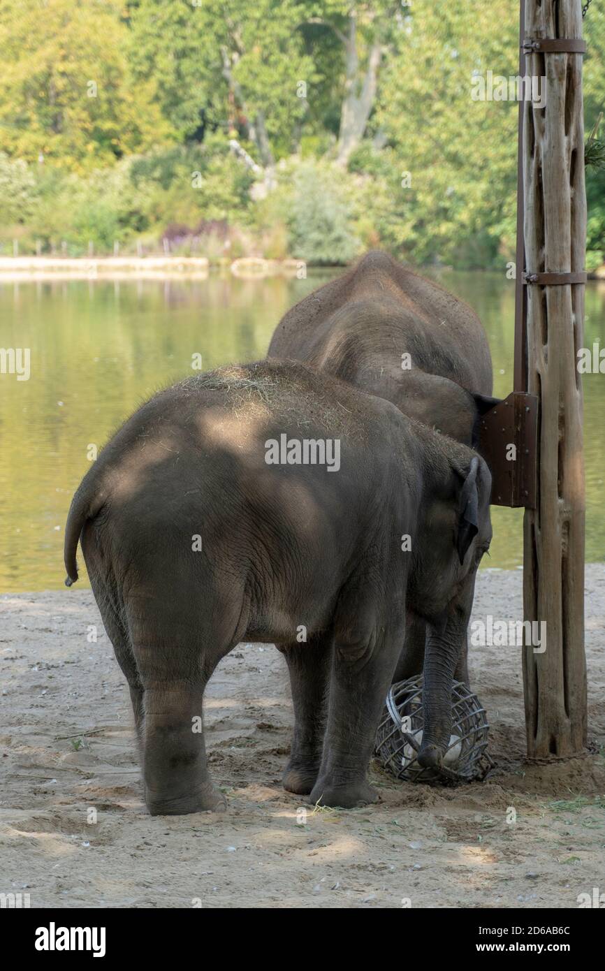 Young indian elephant playing mother hi-res stock photography and ...