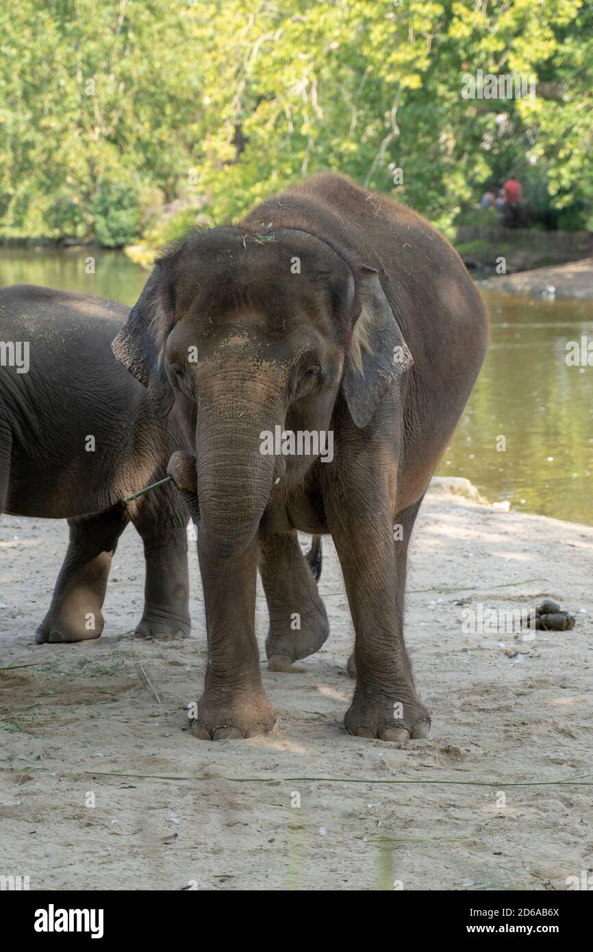 Elephants rhinoceros hi-res stock photography and images - Alamy
