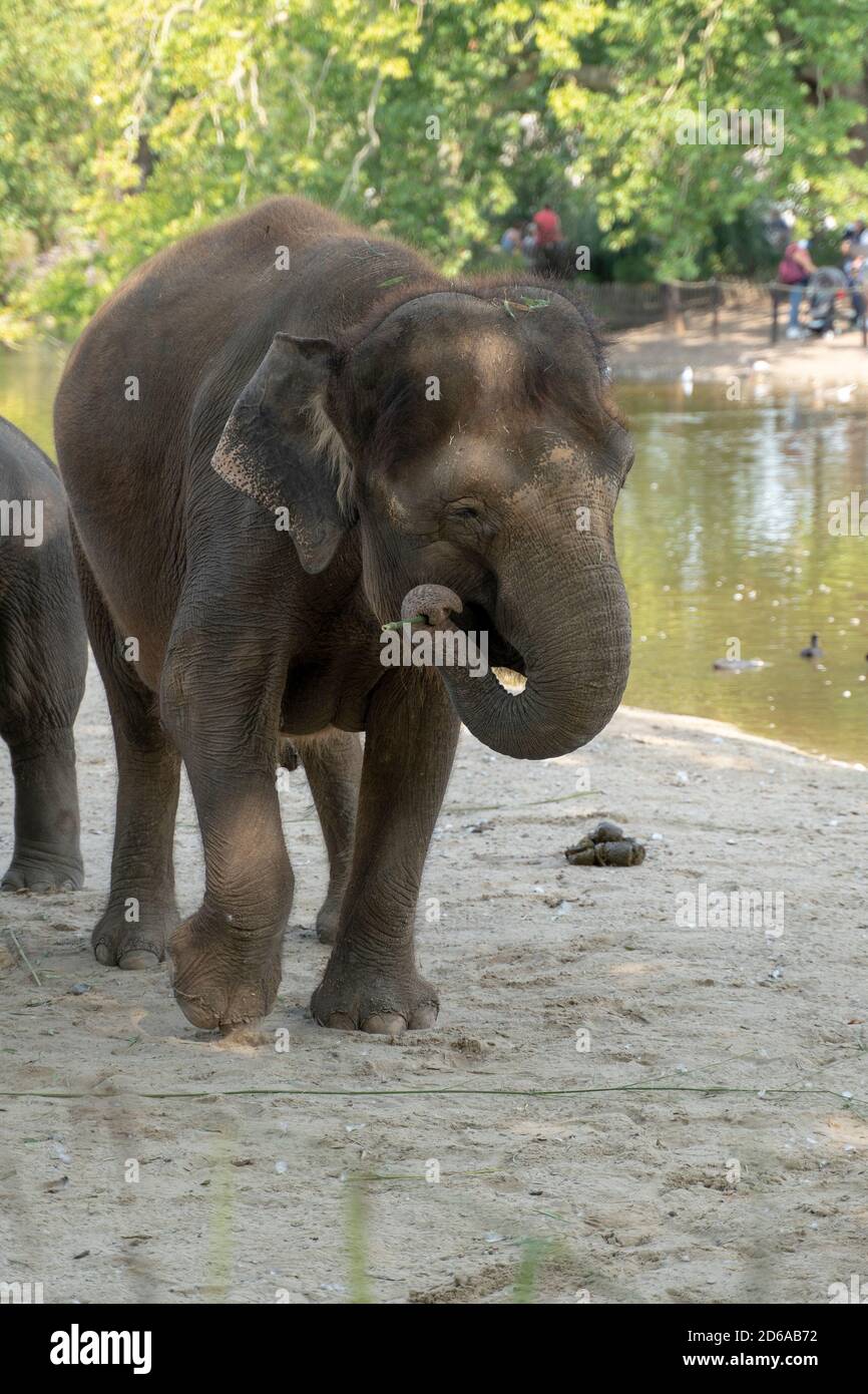 Young indian elephant playing mother hi-res stock photography and ...