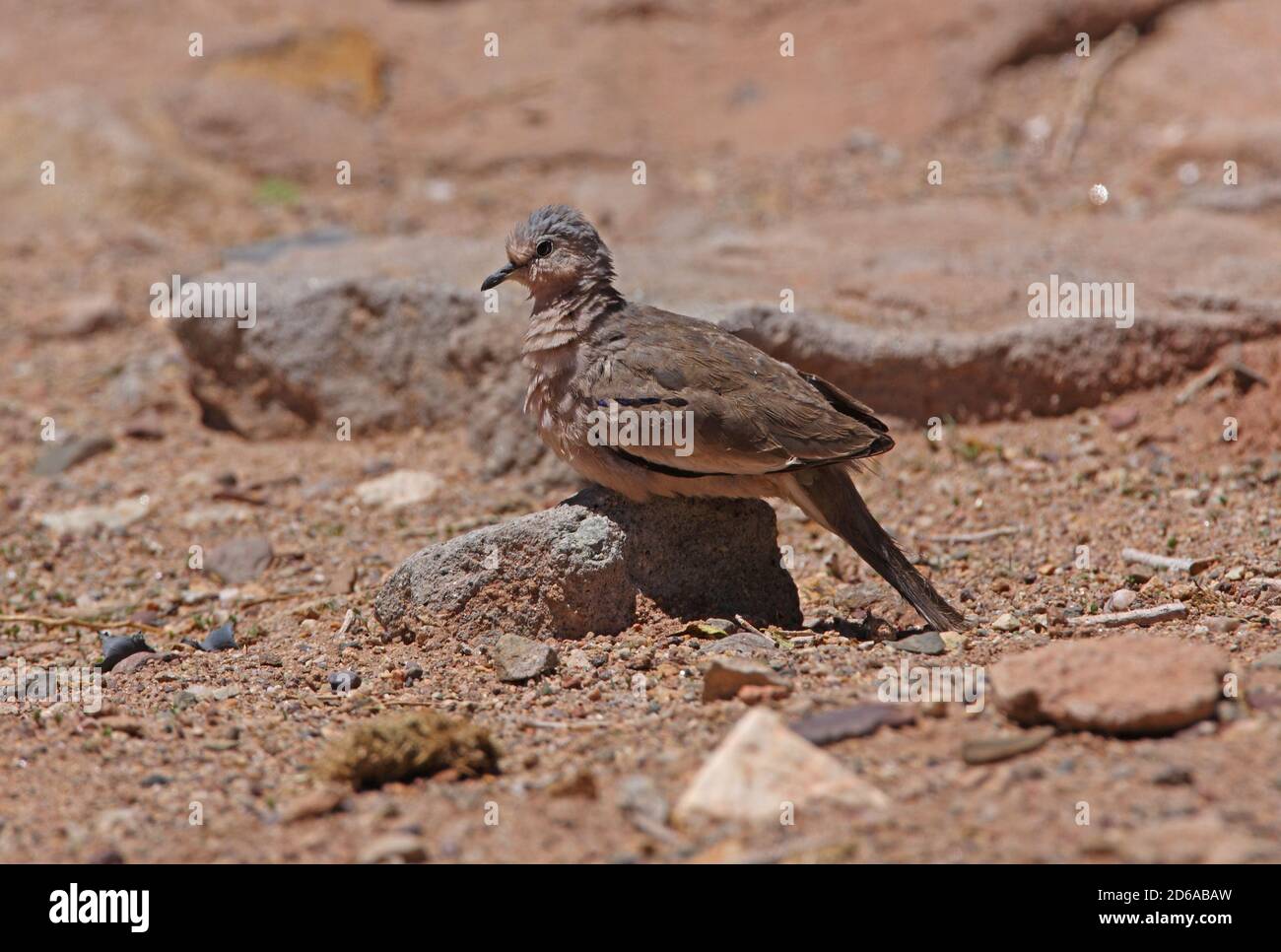 Picui Ground-dove (Columbina picui) fluffed up adult resting on rock in ...