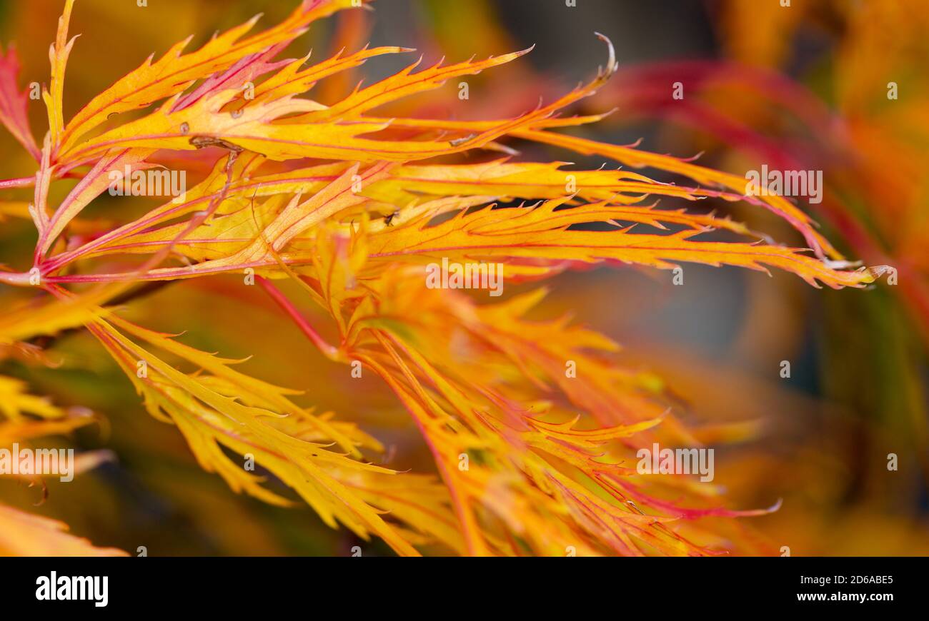 Burnt Orange High Resolution Stock Photography and Images - Alamy