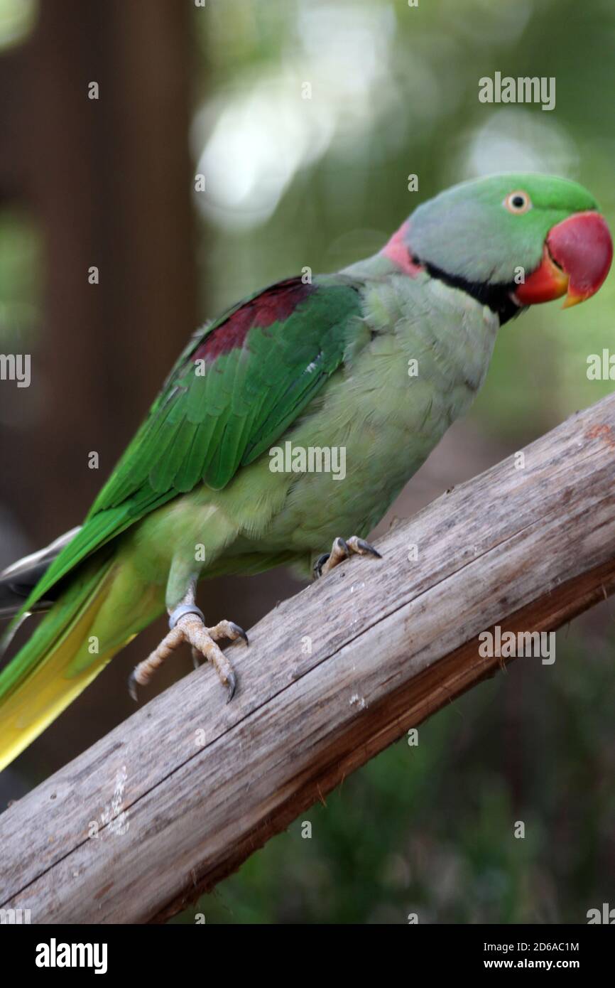 Alexandersittich hi-res stock photography and images - Alamy