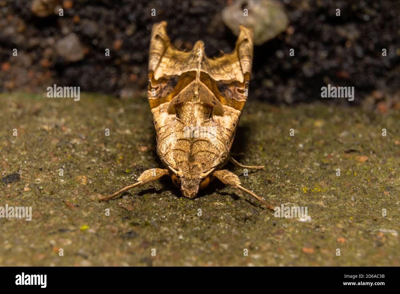 A closeup picture of a moth. Picture from Bokskogen outside Malmo ...