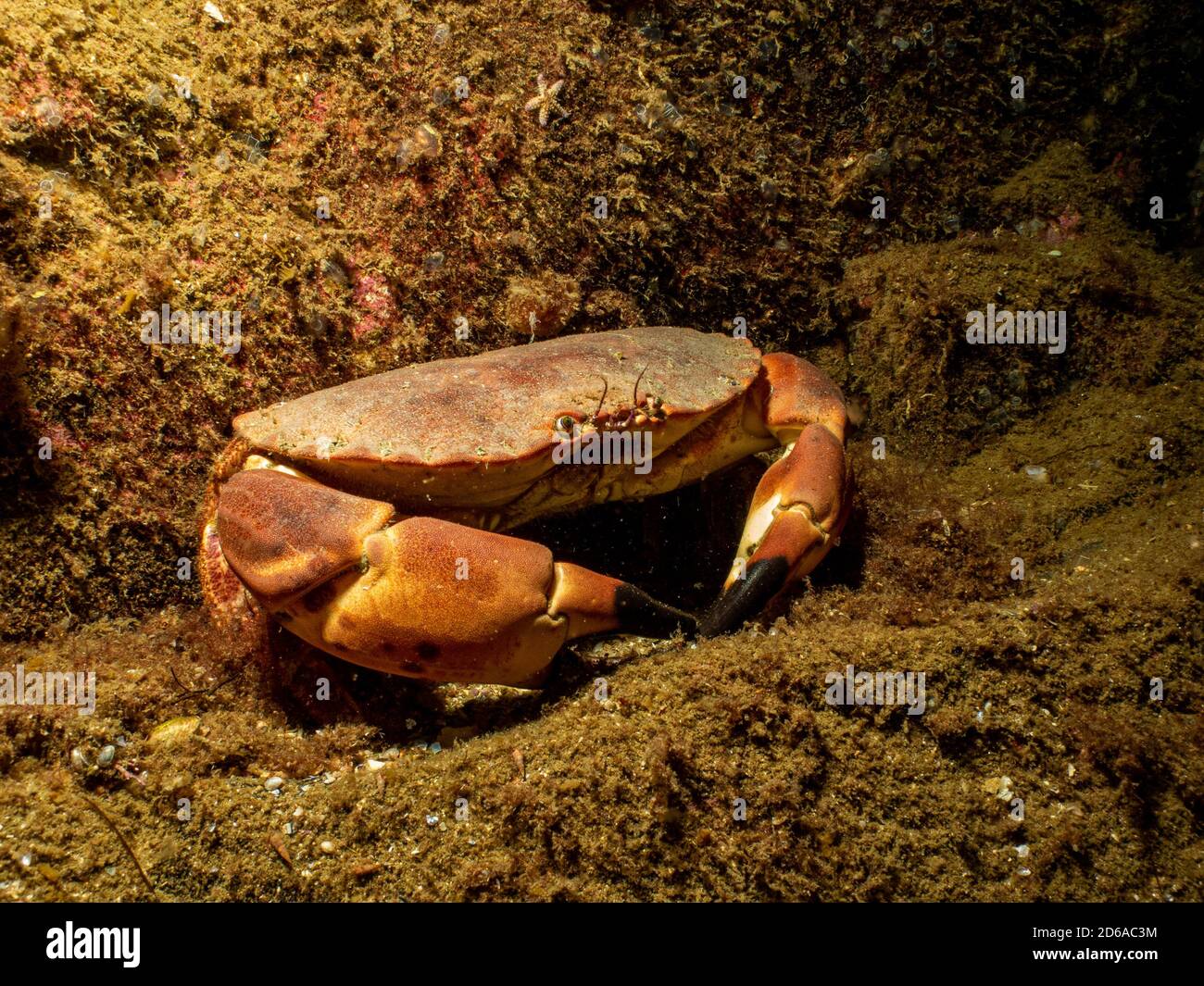 A closeup picture of a Cancer pagurus, also known as edible crab or ...