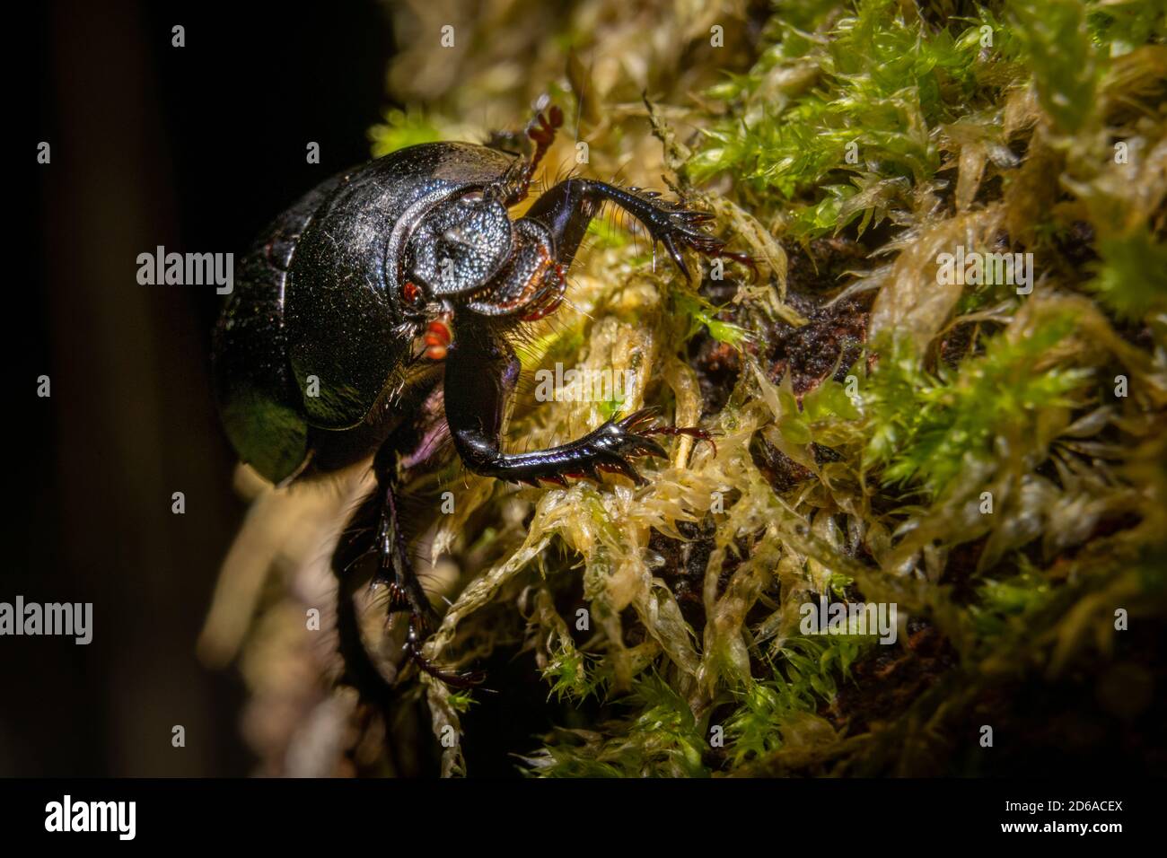 Moss Monster High Resolution Stock Photography and Images - Alamy