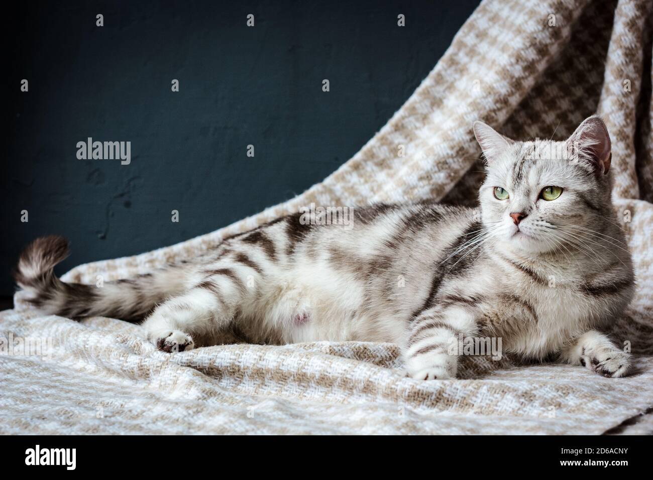 Pregnant cat laying on the fabric textile material Stock Photo - Alamy