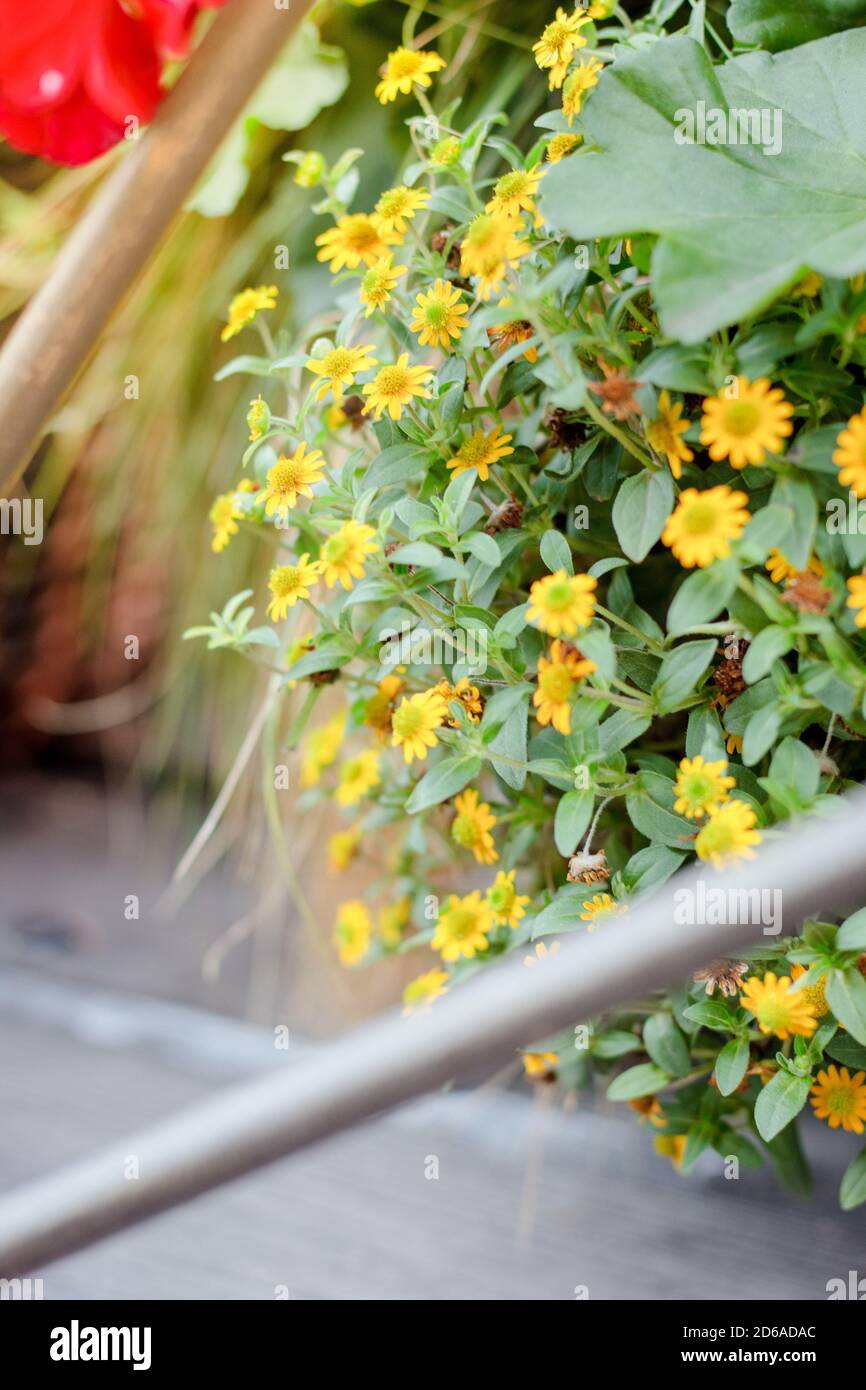 Small yellow flowers on garden as landscape design elements Stock Photo ...