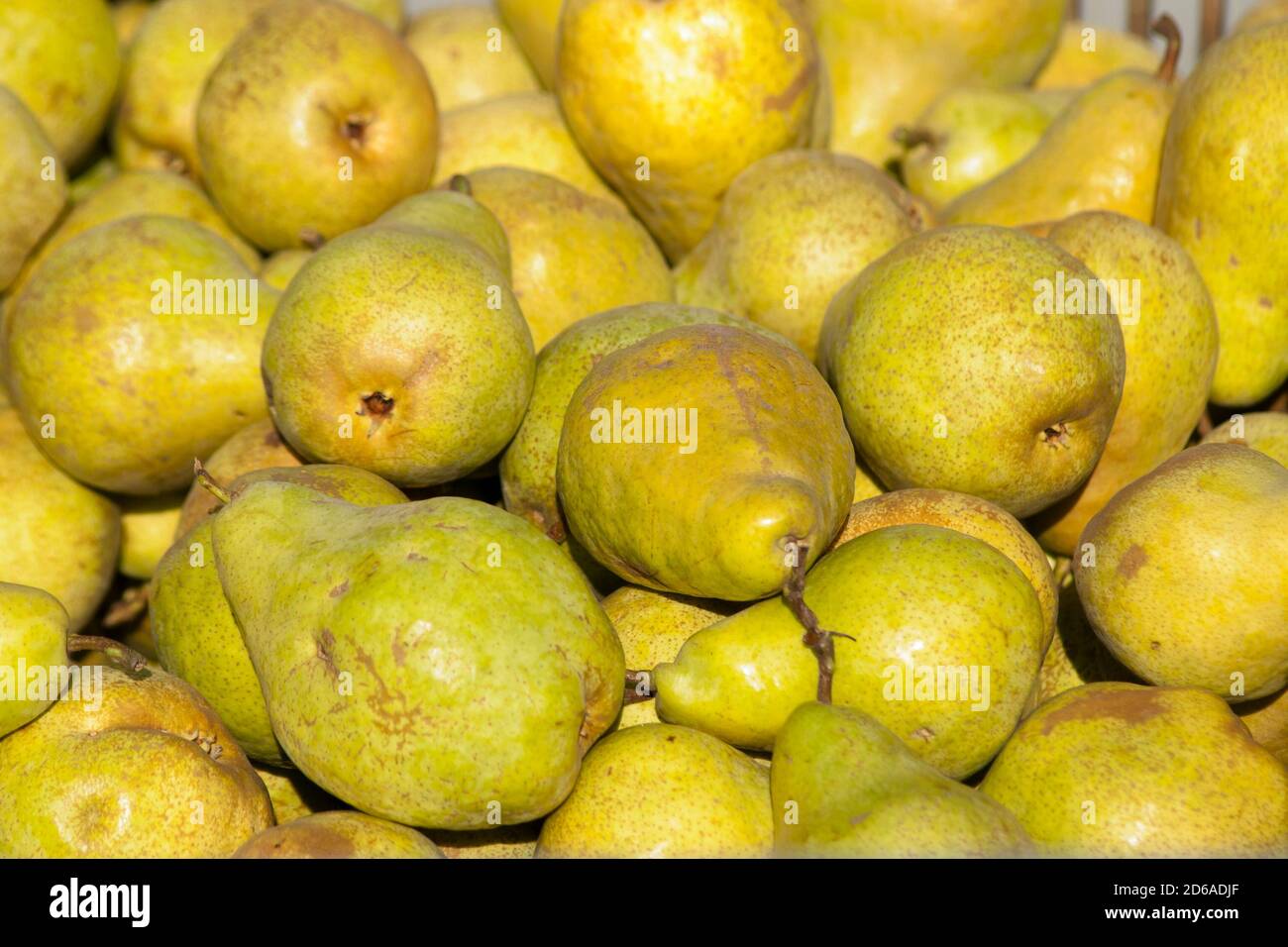 Pears. The result of the harvest in the garden. Lots of pears are ...