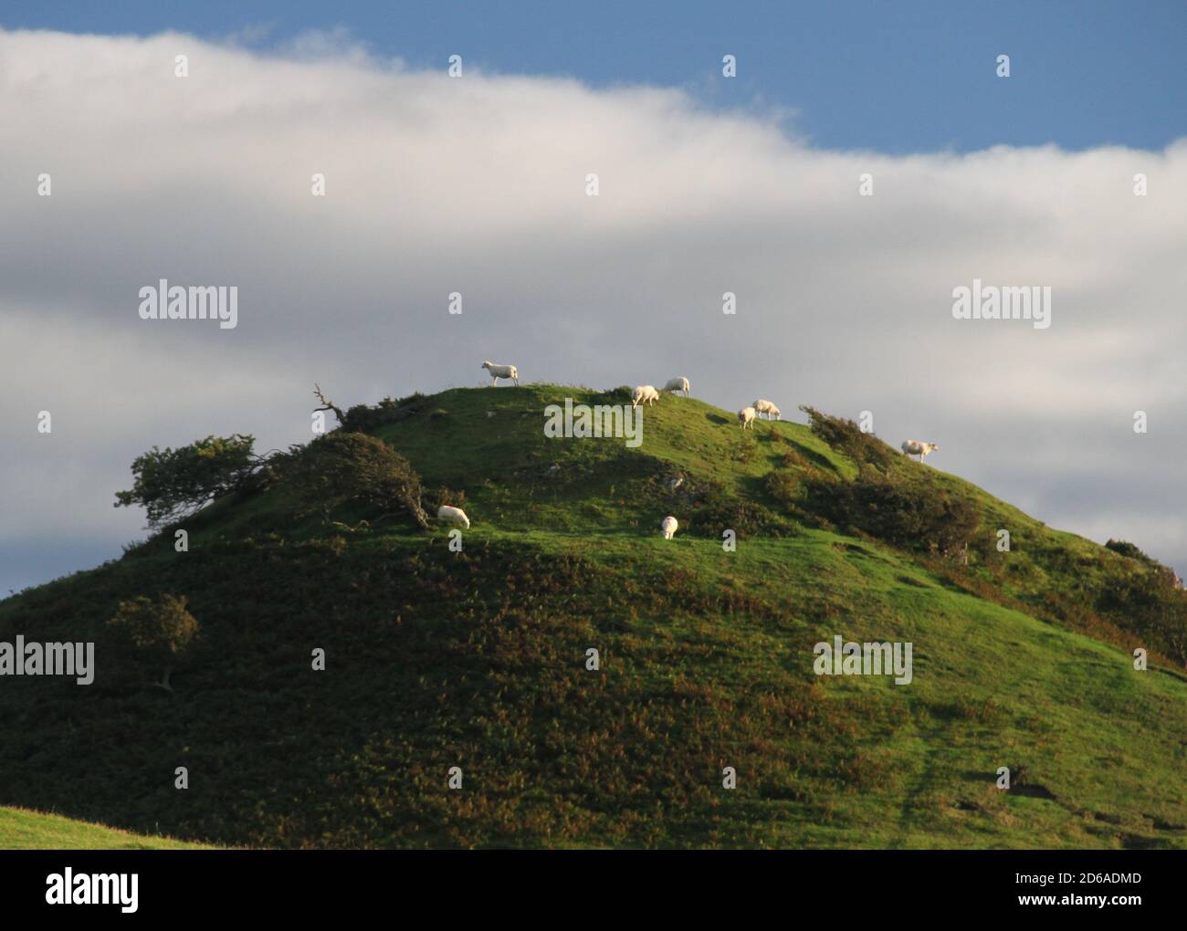 Sheep on the Vardre, Conwy, North Wales Stock Photo - Alamy