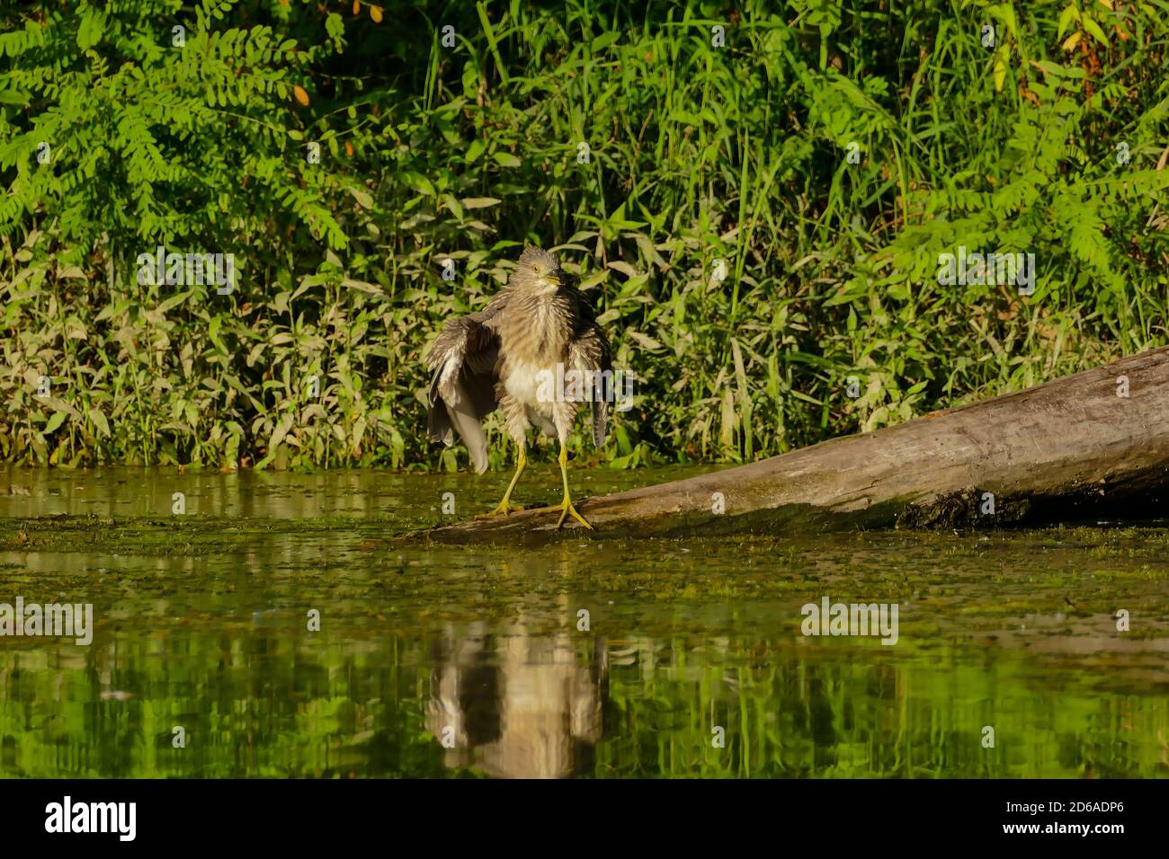 Eurasian Bittern Great bittern Stock Photo - Alamy
