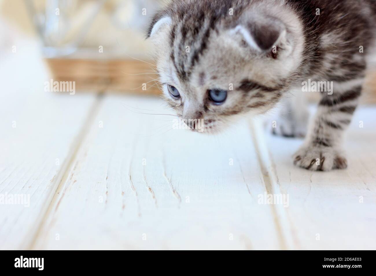 Portrait of young gray kitten playing on the basket Stock Photo - Alamy