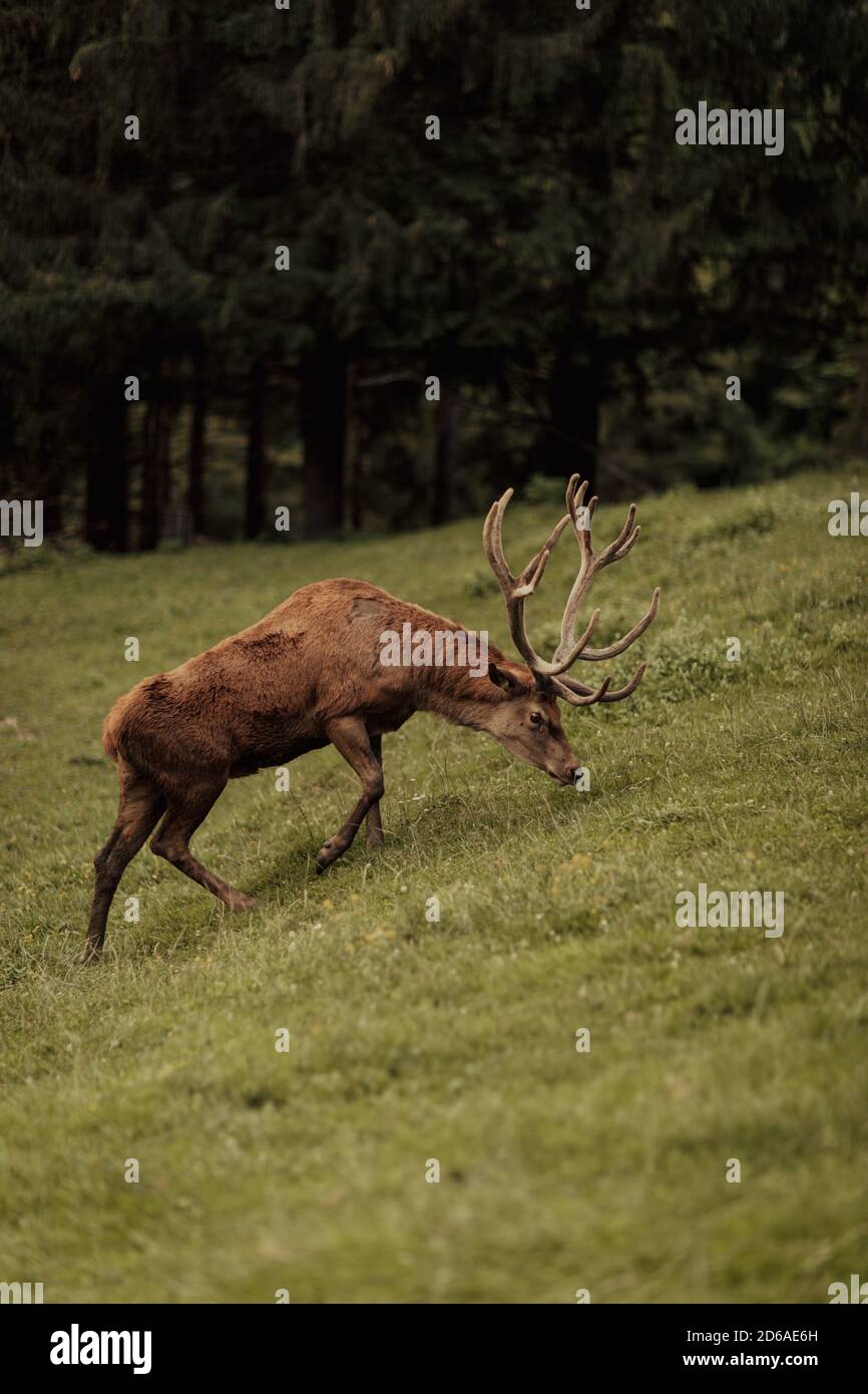 Beautiful male red deer in the forest.Wildlife concept Stock Photo - Alamy