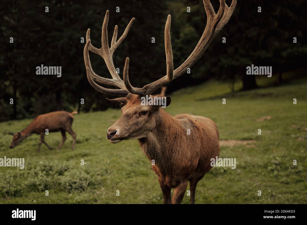 Beautiful male red deer in the forest.Wildlife concept Stock Photo - Alamy