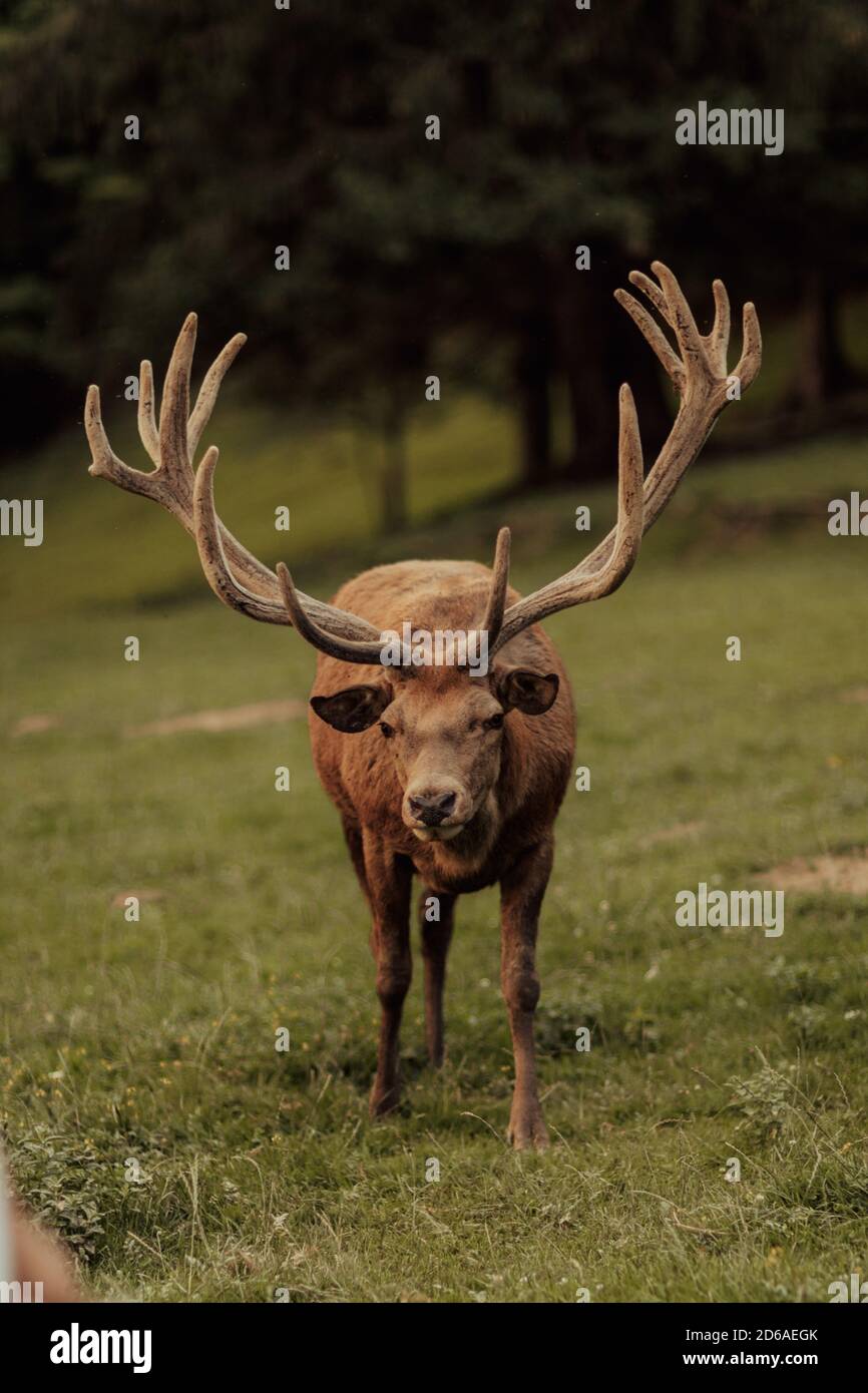 Beautiful male red deer in the forest.Wildlife concept Stock Photo - Alamy