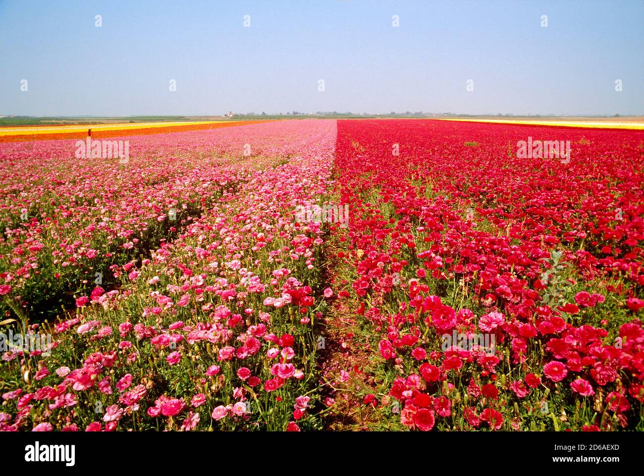Bright field in Israel Stock Photo - Alamy