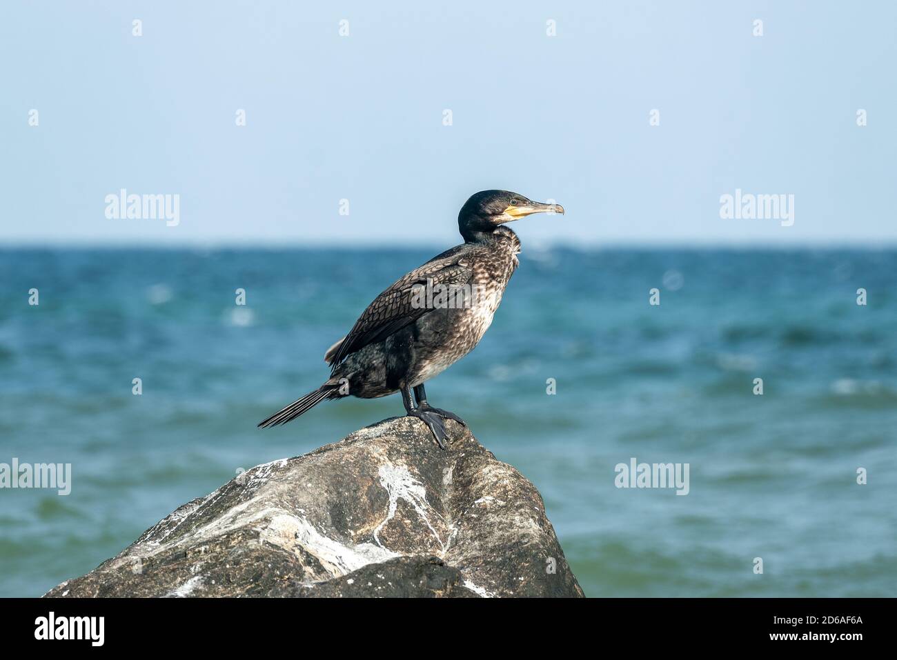 Close up of a cormorant bird at the seaside of the german baltic sea ...