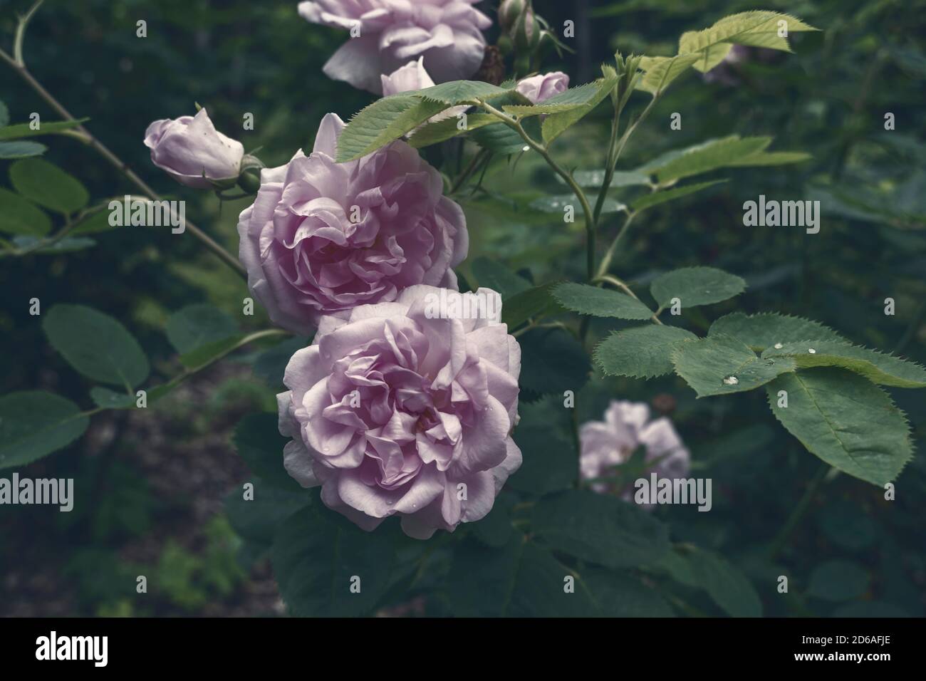 pink roses on green bush by night Stock Photo - Alamy