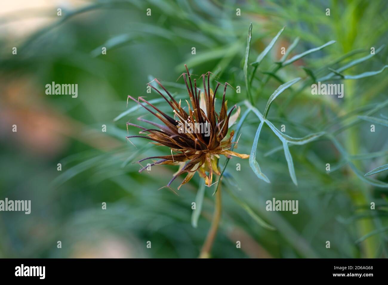 Dry seeds of cosmos on a green background. Collecting flower seeds in ...