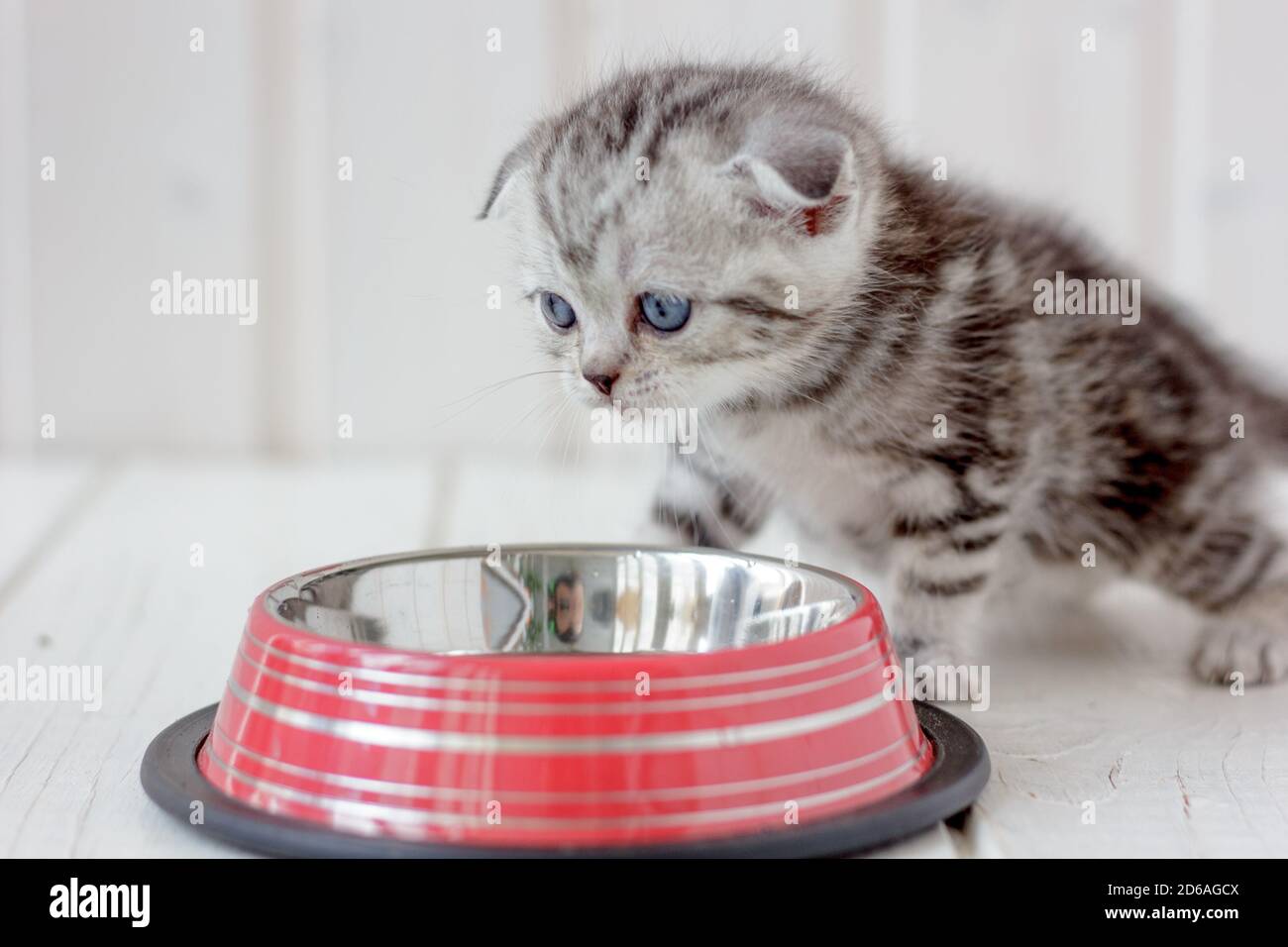 Beautiful grey kitten near the empty cat bowl Stock Photo - Alamy