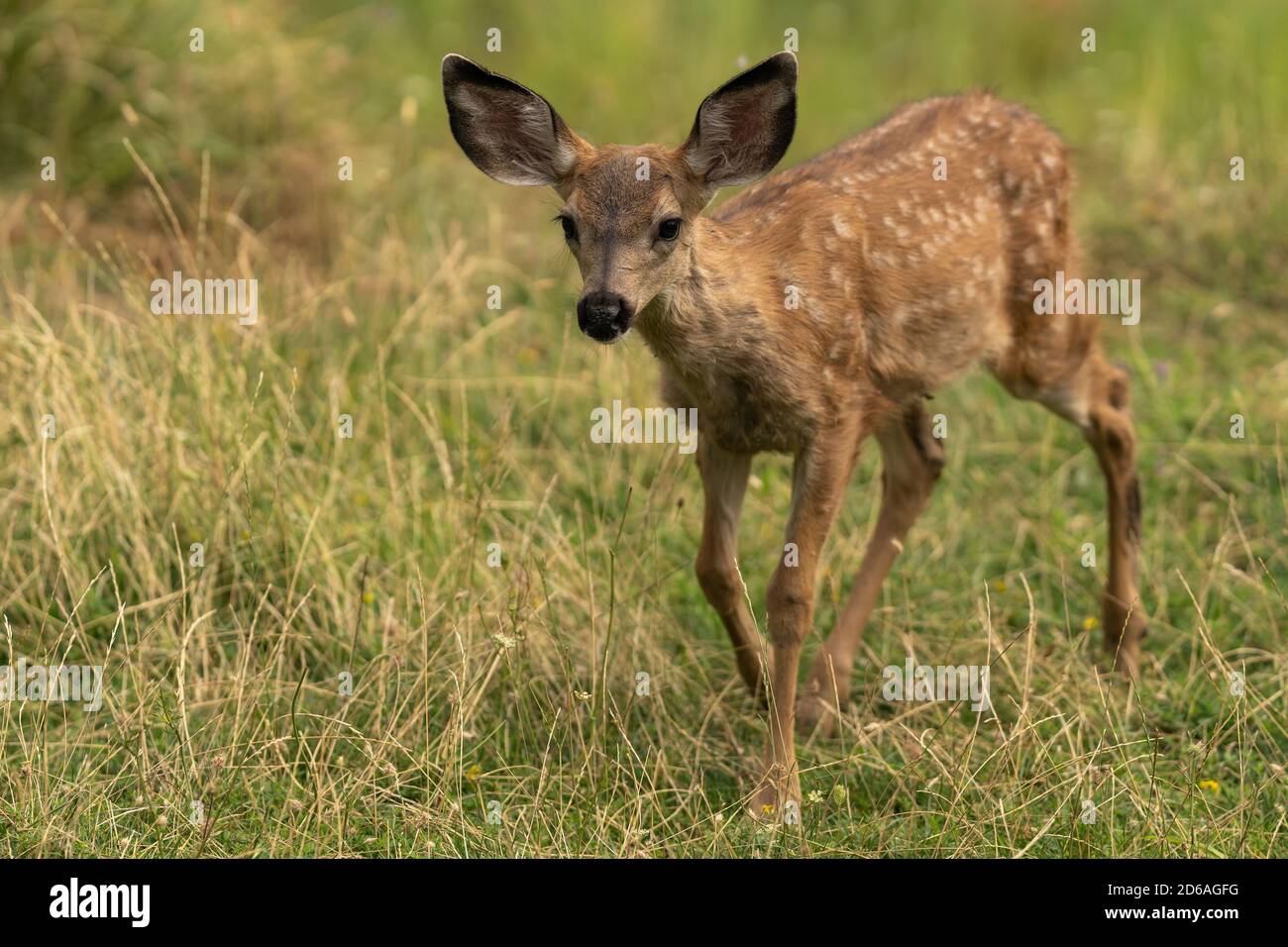 Fawn with spots hi-res stock photography and images - Alamy